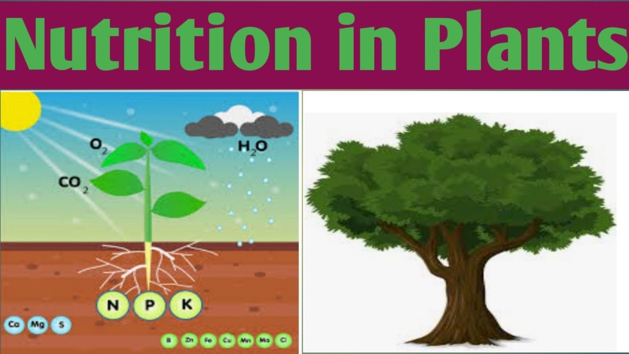 Nutrition in plants| Remedial biology|Unit 4 | B. Pharm 1 year - YouTube