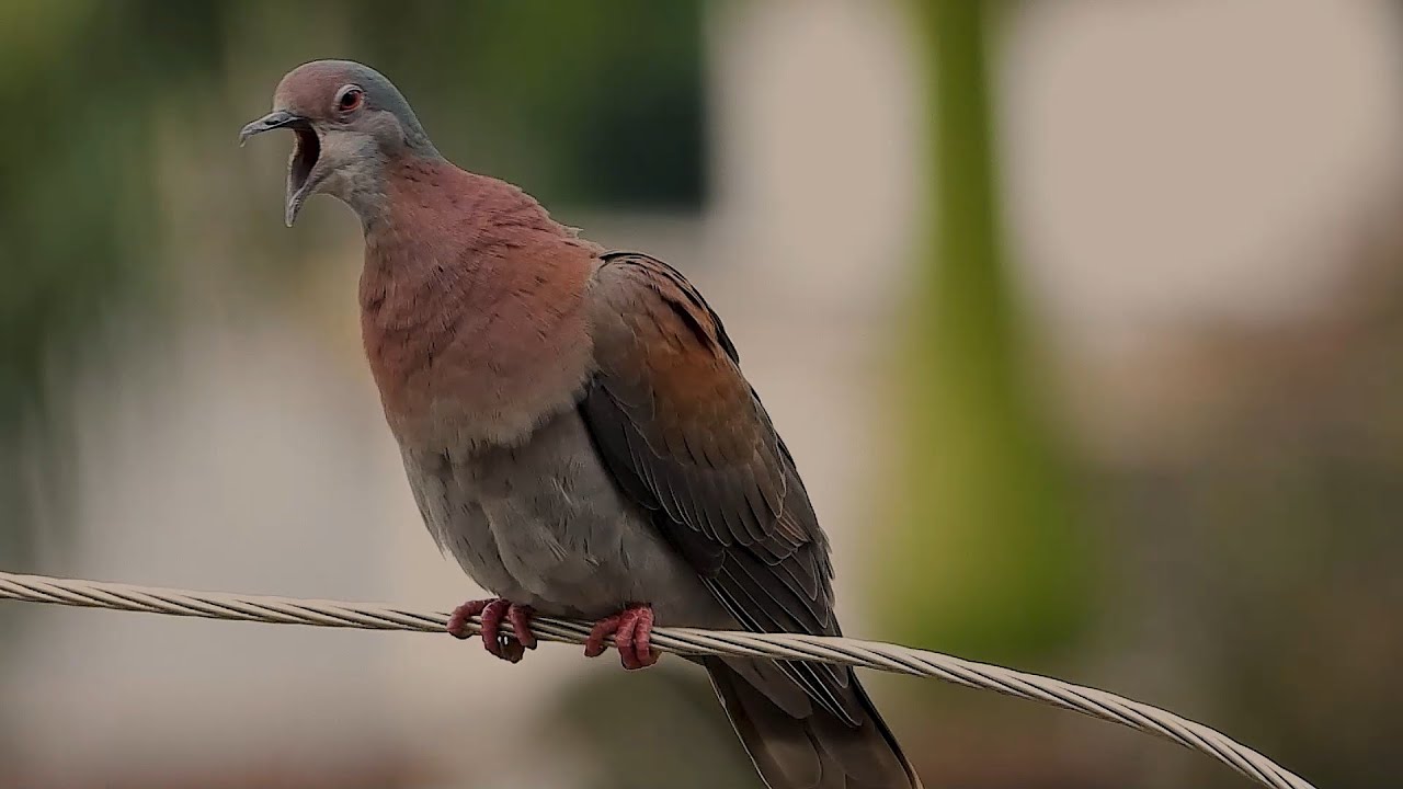 POMBA-GALEGA (PATAGIOENAS CAYENNENSIS) PALE-VENTED PIGEON, Pomba-do-ar ...