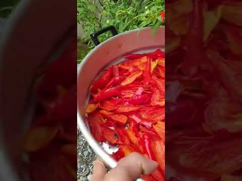 fresh siling labuyo seedless for chili garlic paste #shorts - YouTube