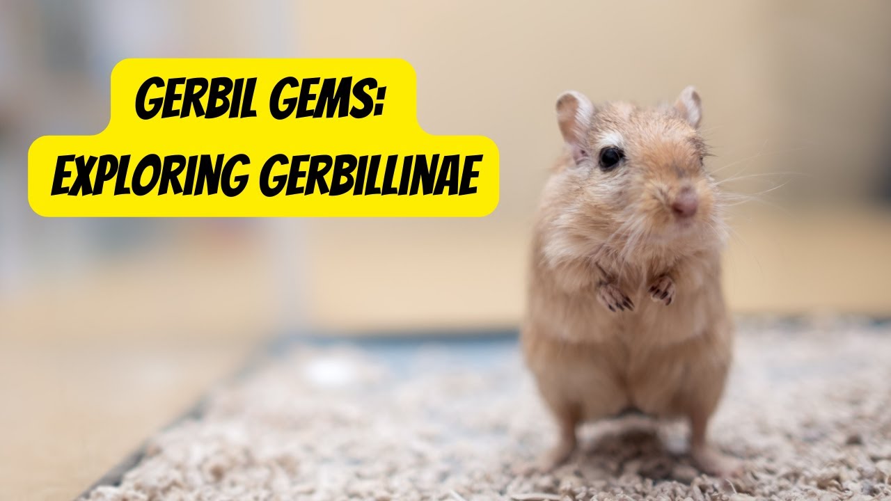 The Fascinating World of Gerbillinae #gerbils #animals - YouTube