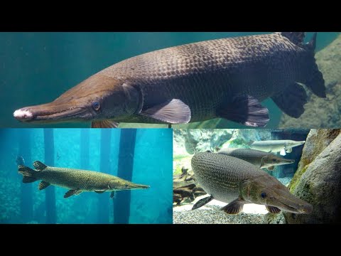 Alligator Gar | Gar Fish Tank | Gar Aquarium | taraporewala aquarium ...