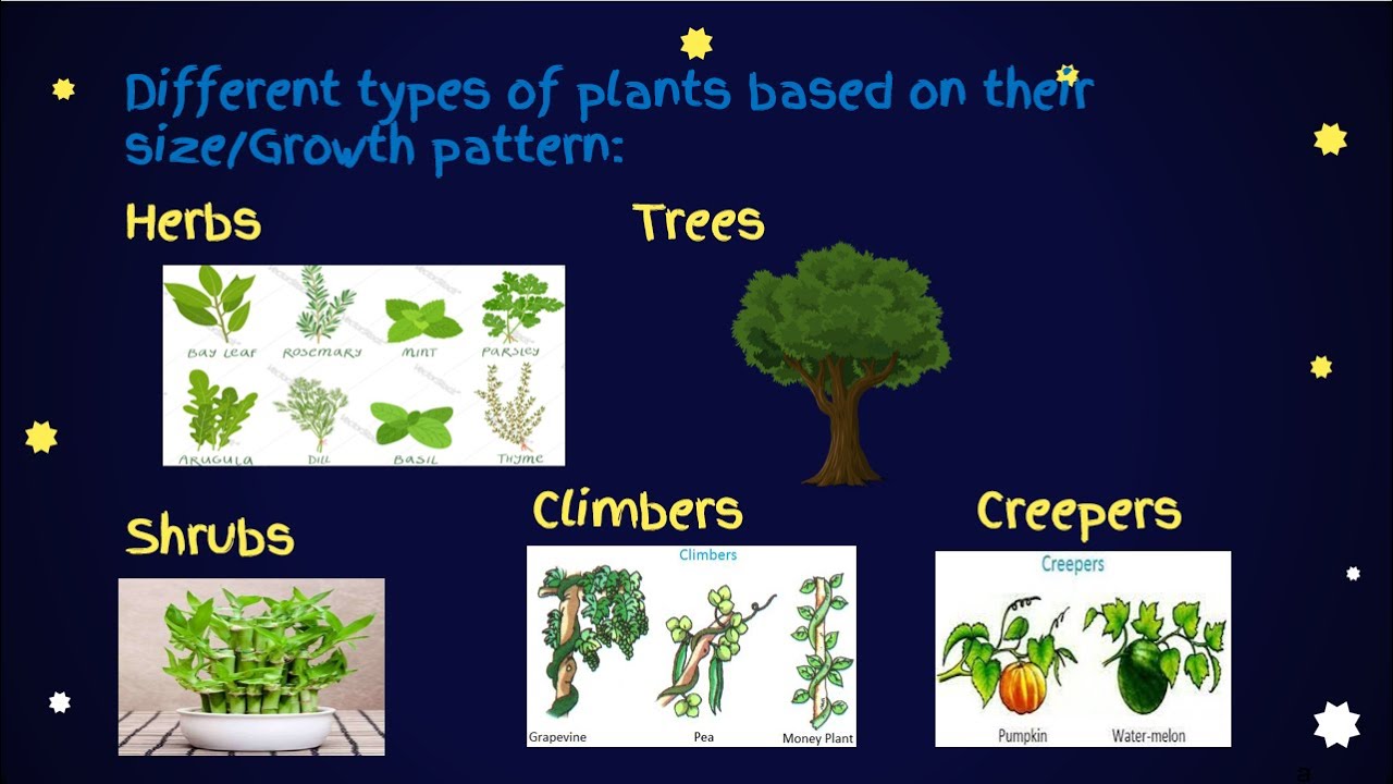 Plants classification based on their sizes #education #science #botony ...