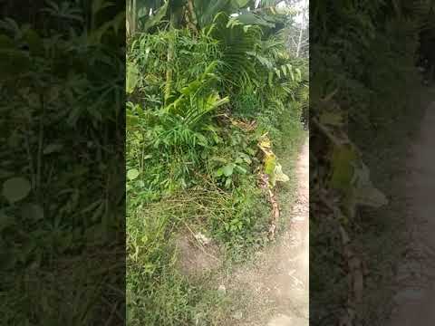 jalan jalan di sawah