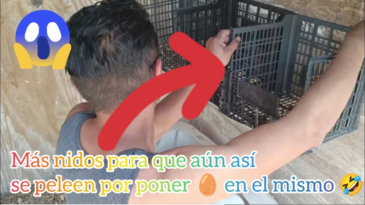 Más nidos para el kikirikero, el pollito de POPESA parece punk 🤭🤣 deje ...