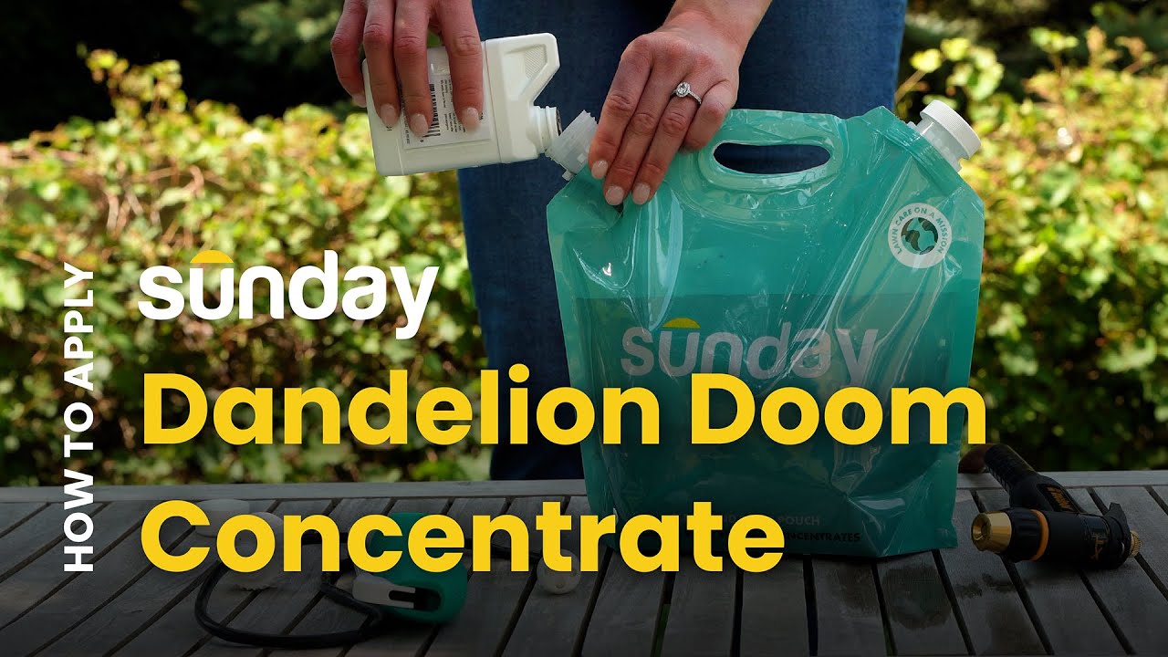How to Apply Dandelion Doom Concentrate - YouTube
