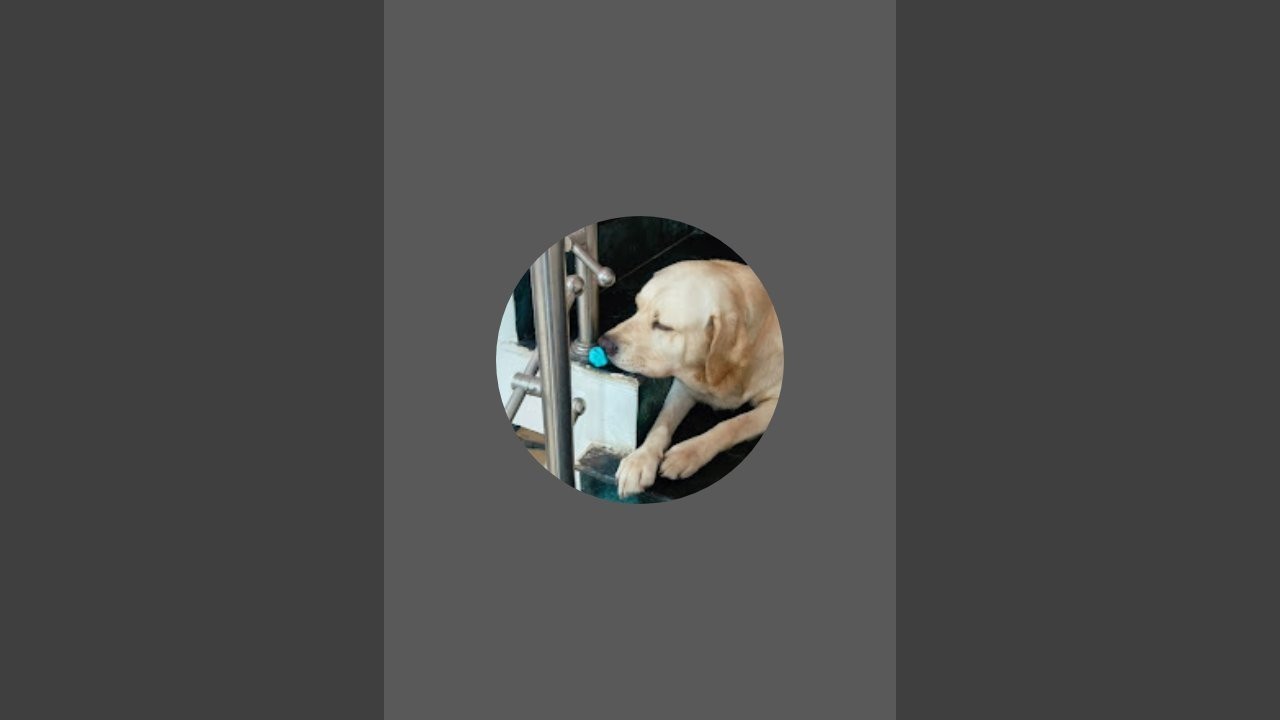 Milo The Lab is live - YouTube