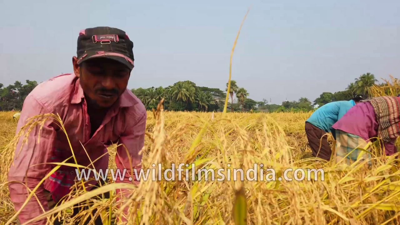 Agriculture in Bangladesh: Farmers harvest wheat - Part 1 - YouTube