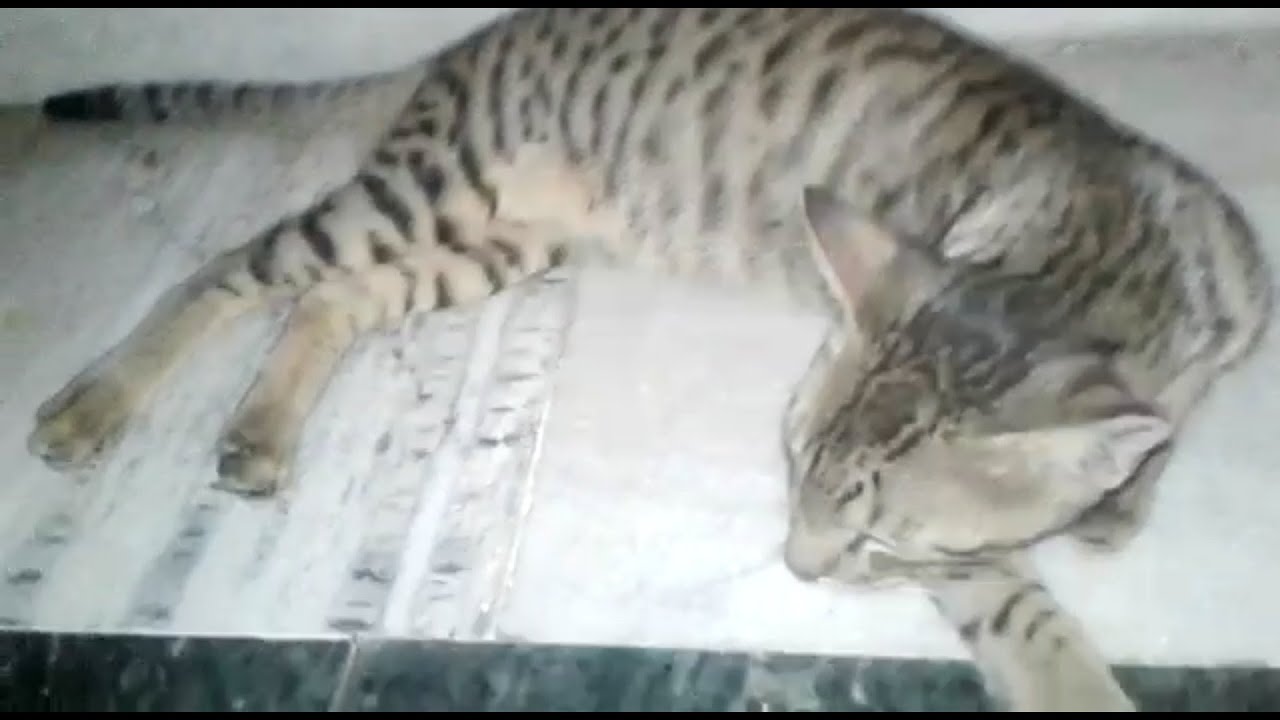 😺My cat sleeping in round shape. - YouTube