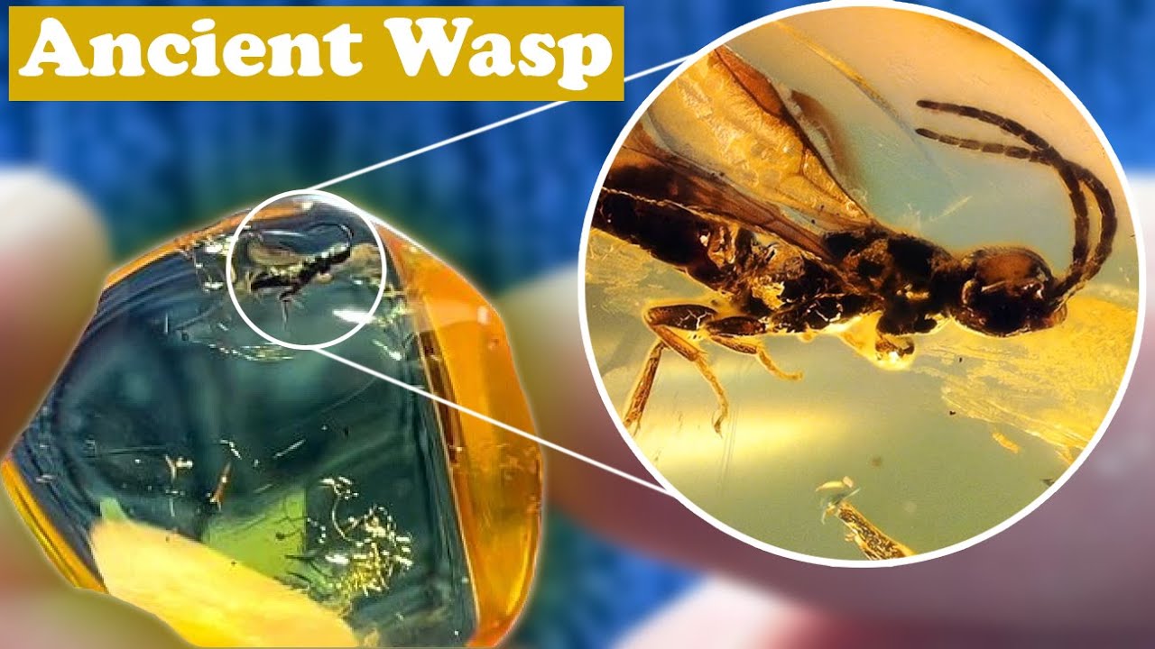 Cutting baltic amber to uncover Ancient Wasp - YouTube