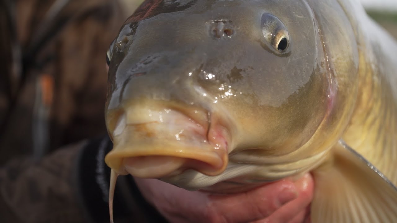 Fókuszban a horgászat – The One-os ötletek a pontyhorgászatban - YouTube