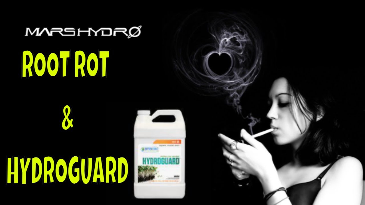 Root Rot & Hydro Guard Growing With Kush Santa - YouTube