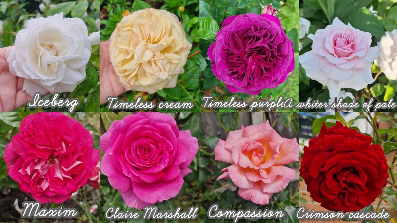 Rose collection in a private garden (16 gorgeous roses) - Iceberg ...