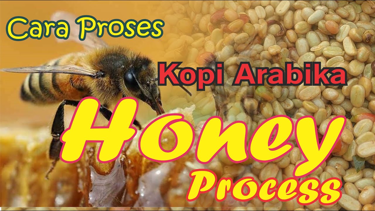 Honey Process || Cara proses kopi arabika dengan proses Madu - YouTube