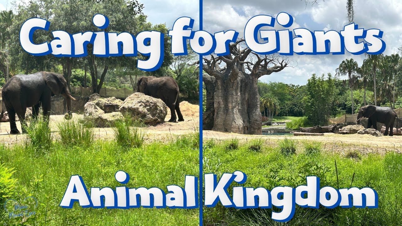 Caring For Giants BEHIND THE SCENES Tour at Disney World - YouTube