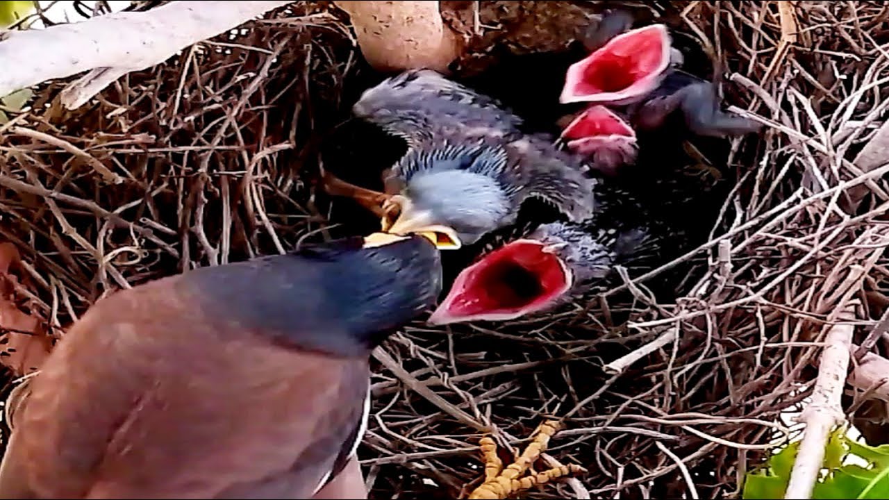 Myna Birds feed only the yellow-billed chicks, while the red-billed ...