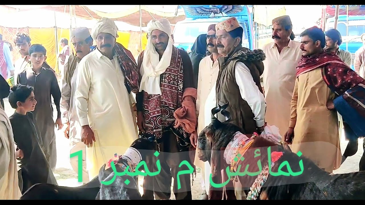 کاموری Most rare goat breed "kamori" #subscrib #kamorigoat #sindhi # ...