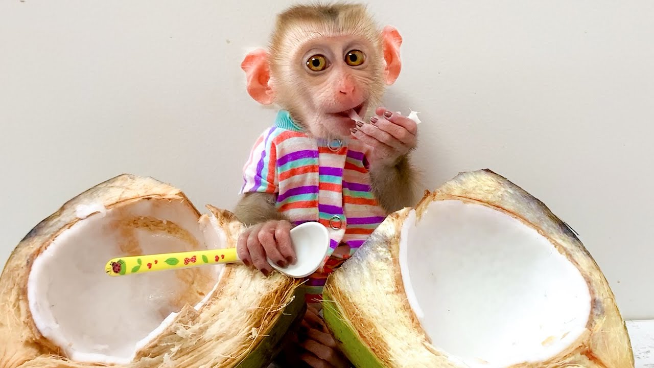 Yummy! Yummy! Monkey Puka Loves Coconut - YouTube