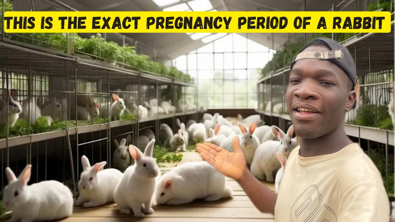 Don’t get confused with female rabbit pregnancy period this is it ...