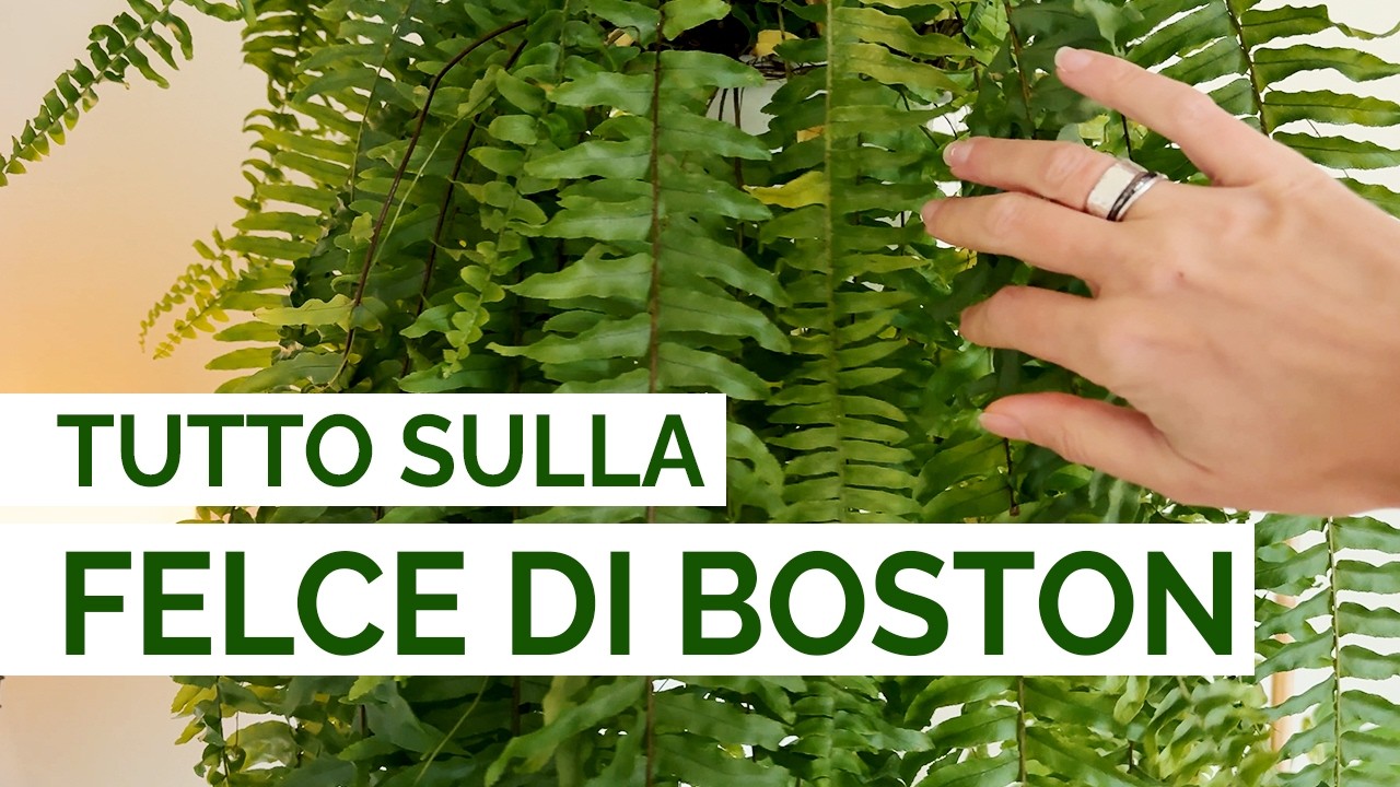 Tutto sulla FELCE DI BOSTON 🌿 Cura, Luce e ambienti ideali - YouTube