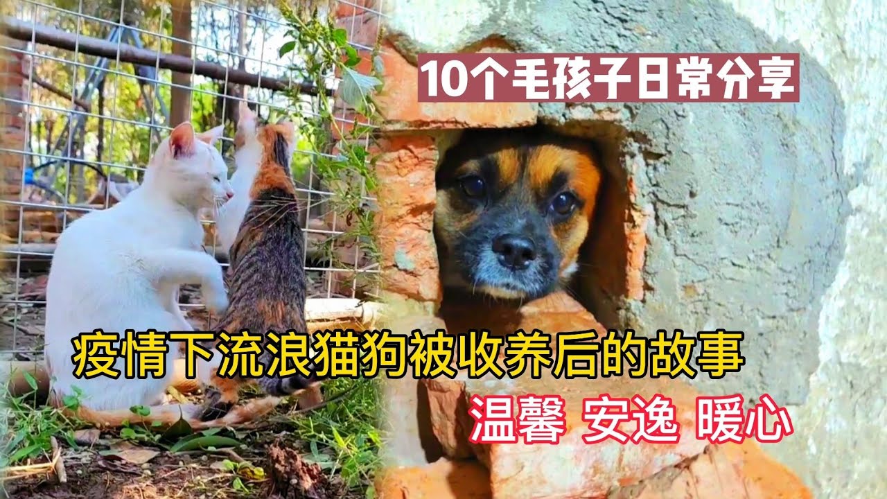 10只流浪猫狗疫情下,在乡村过着温馨又安逸的生活 Youtube