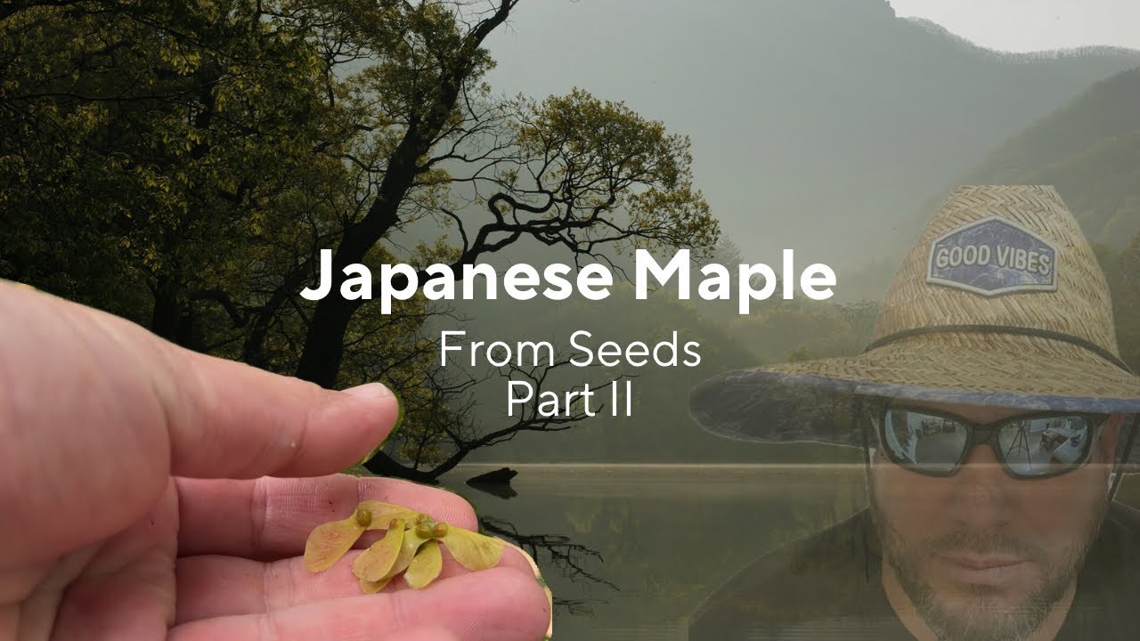 Japanese Maple Seeds - Sowing, Germinating & Caring. - YouTube