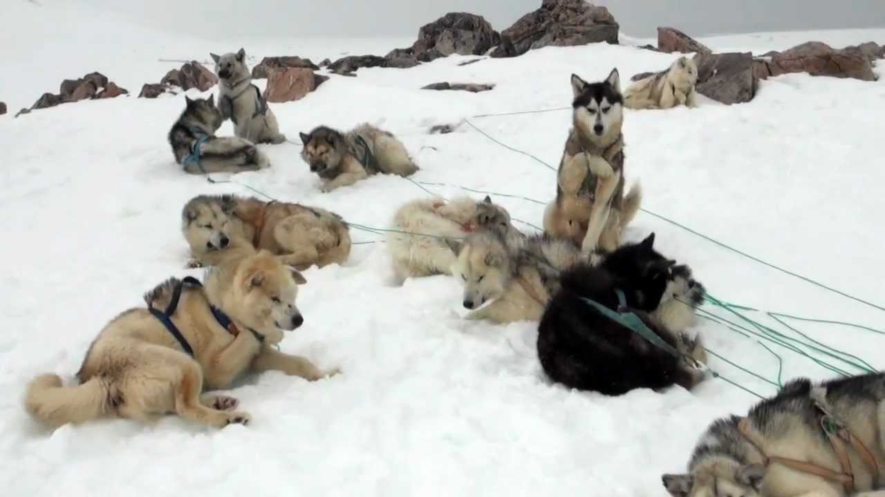 Chiens inuits de Ittoqqortoormiit - YouTube