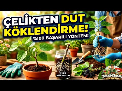 Dut Dalı Dik 10 Dut Fidanı Al🌱Dut Çeliği Köklendirme Sırrı(%100 Tutan Yöntem)🌱Ağaç Çoğaltmanın Yolu