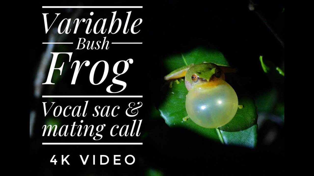 Variable Bush Frog Vocal Sac & Mating call || 4K || Web Of Life ...