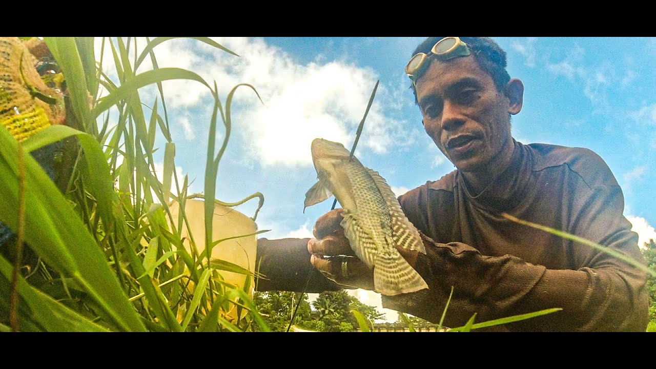 ANG DAMING TILAPIANG LUMALAPIT UNANG SPOT SAPOL AGAD/ ANG SWERTE ...