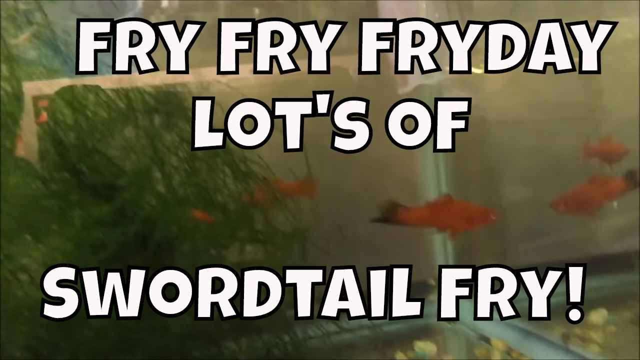 Swordtail Fry Guppy Fish Fry Breeding for profit Koi Sword tail fry ...