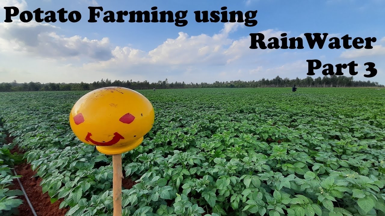 Potato Growing Using Rain Water Part 3 - Rainwater Harvesting and drip ...