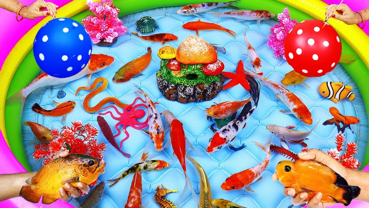fishes come form ballon colorful fish beautiful fishing video - YouTube