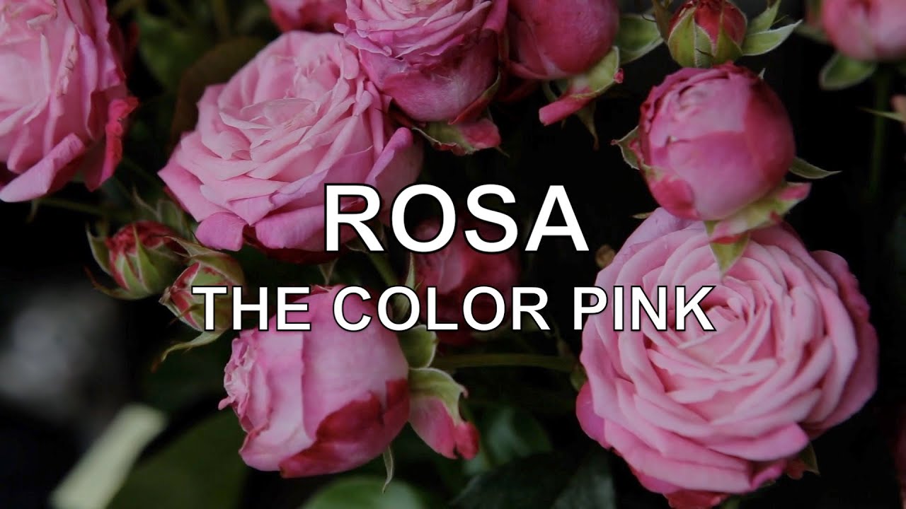 Learn Italian: The Color Pink (Rosa) - YouTube