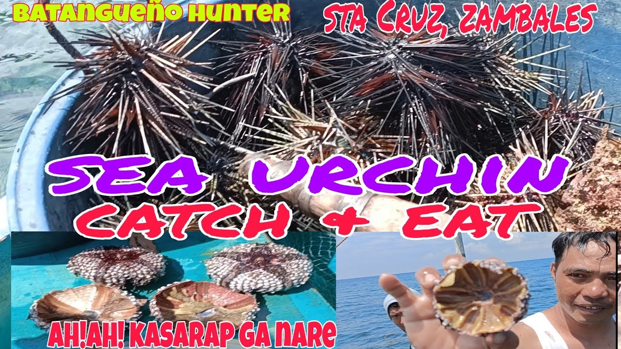 NANGUHA NG SEA URCHIN O TAYUM/SALUNGO SA STA CRUZ, ZAMBALES - YouTube