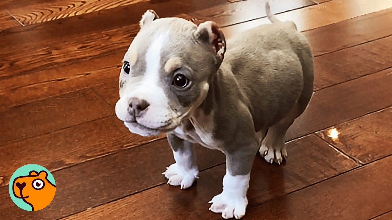 Smallest Pit Bull Puppy Finally Finds A Friend After Years Alone | 5 ...