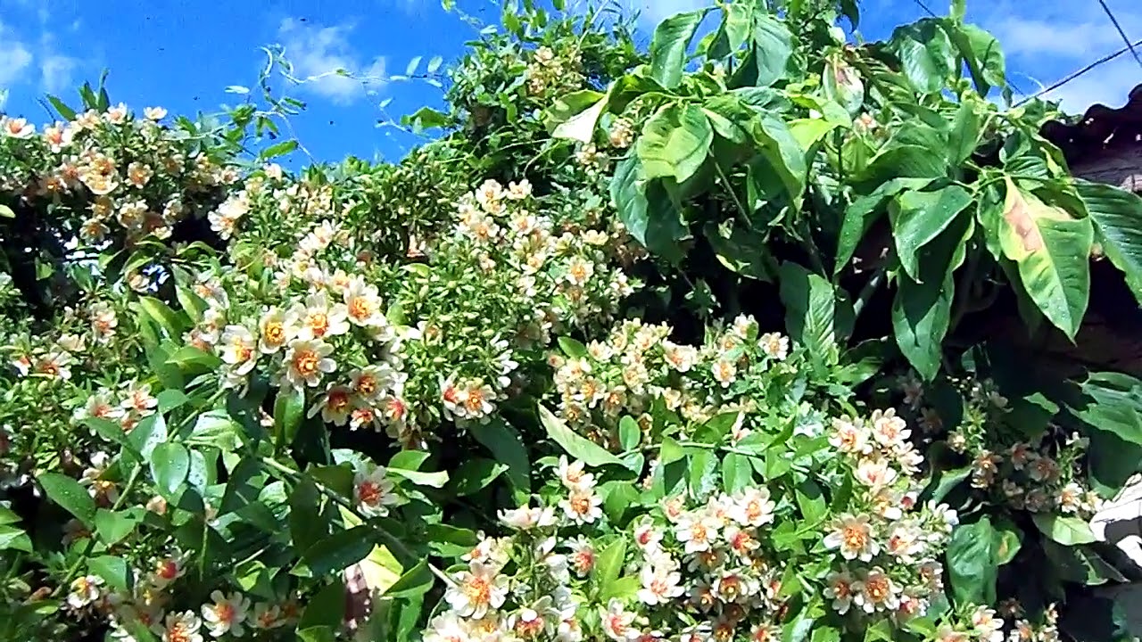 FLOR DA HORA PRONOBIS - YouTube