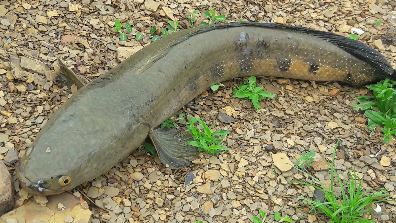tiger snakehead fishing | big size snakehead fishing | Murrell fish # ...