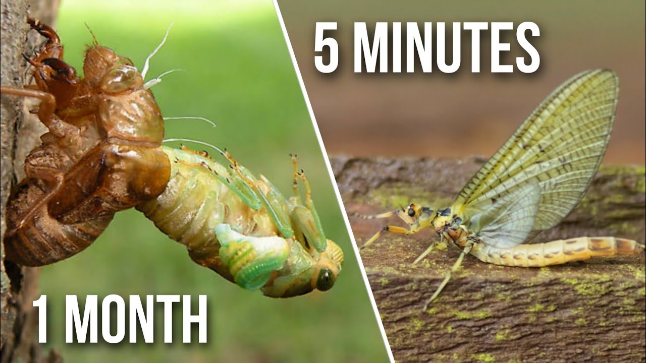 INSEKTO NA MAY PINAKA MAIKLING BUHAY | MGA INSEKTO NA MAY PINAKA ...