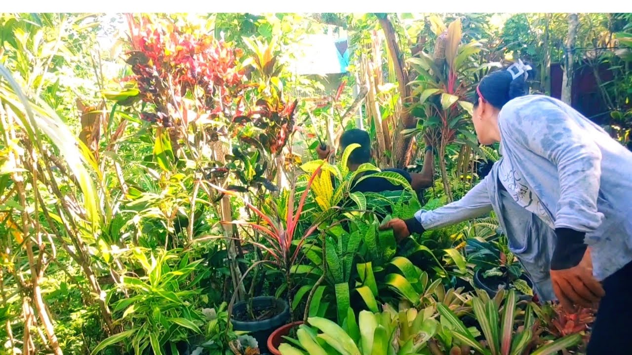 MAGANDANG HALAMAN DAPAT NG ALISIN PARA SA IKAGAGANDA PA LALO NG GARDEN ...