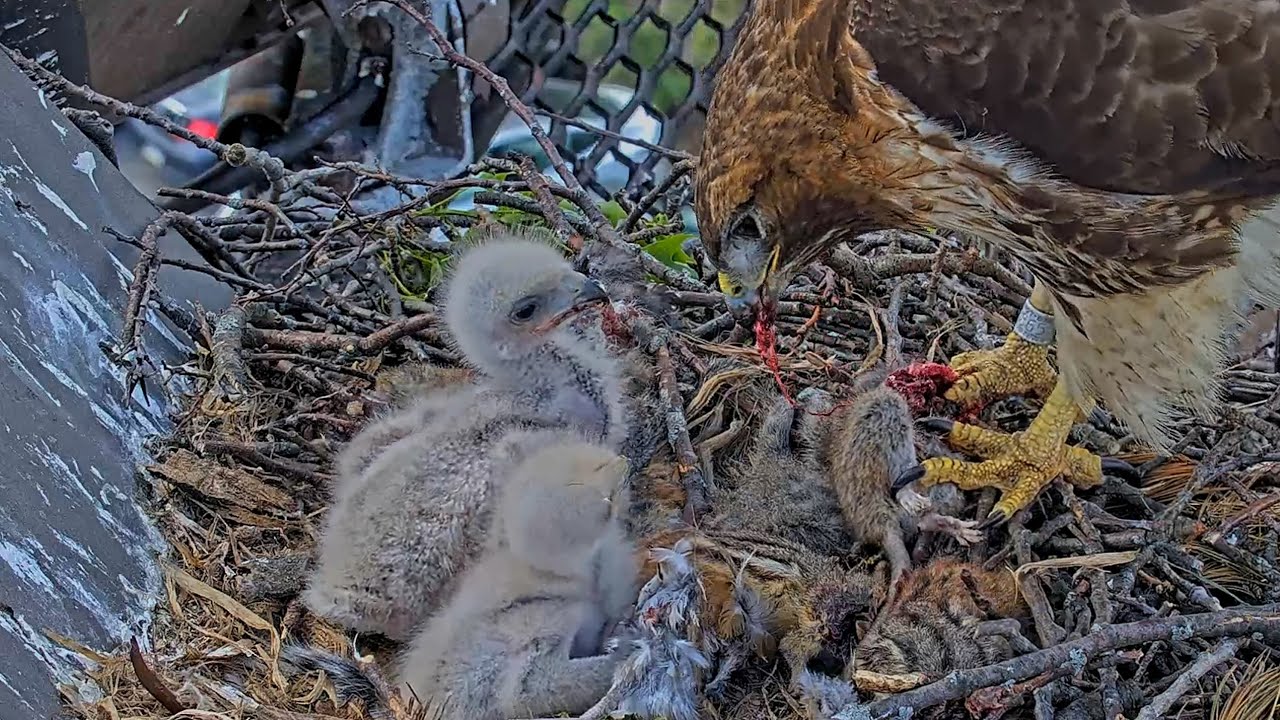Red-tailed Hawk Chicks Take A Nap After Big Meal With Big Red – May 15 ...