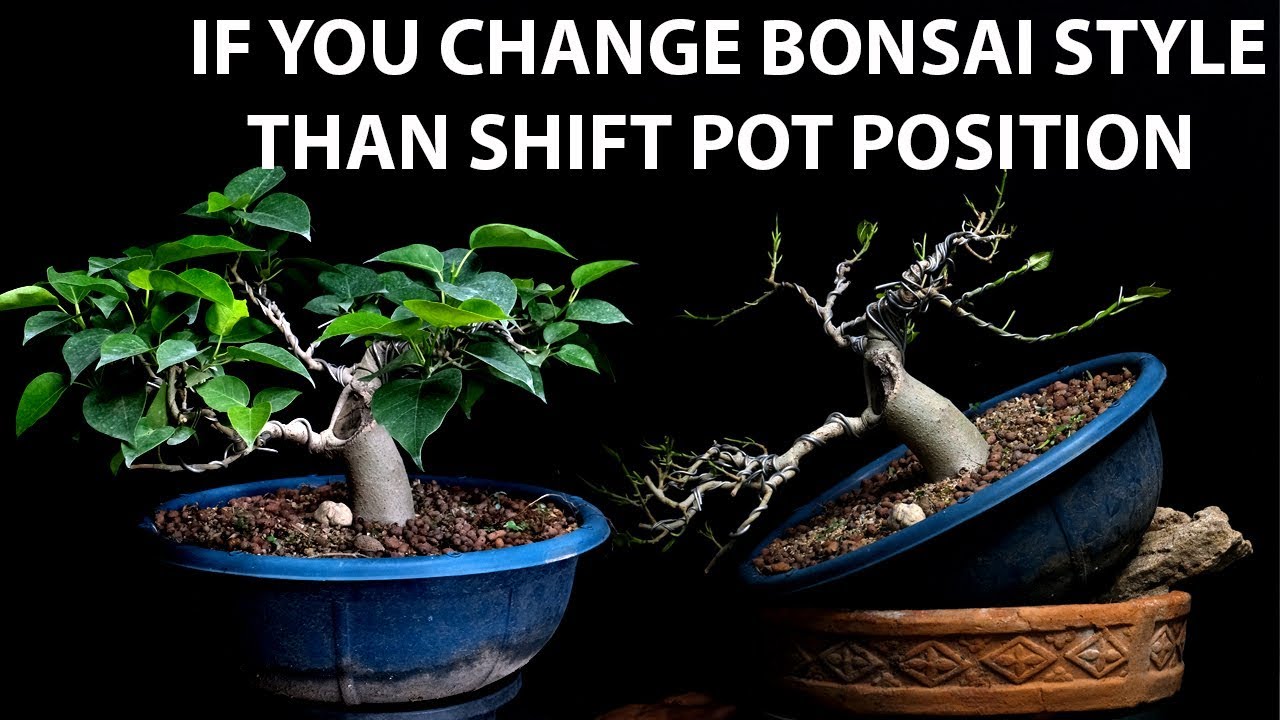 How to Improve Trunk Taper With change Bonsai Style | maskmanbonsai ...