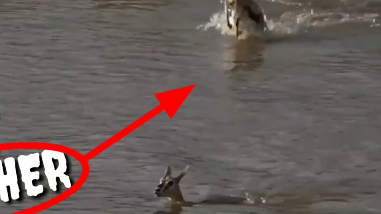 Crocodile eating deer - YouTube