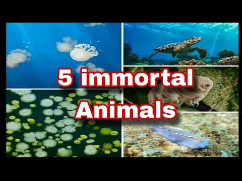 5 immortal animals that cheat death | 5 jandar jo qudati mot ni marty ...