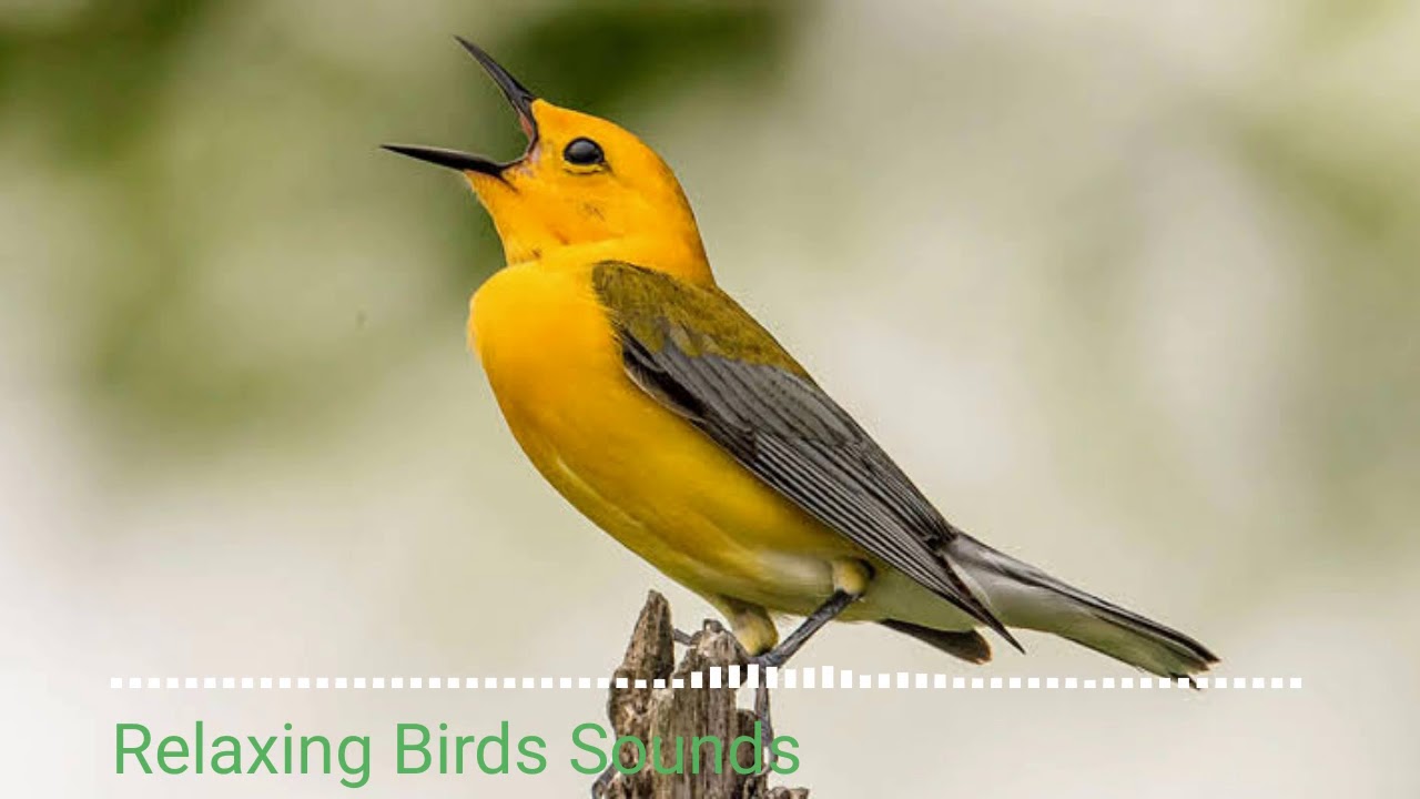 Animal sounds, Relaxing Birds Sounds - YouTube