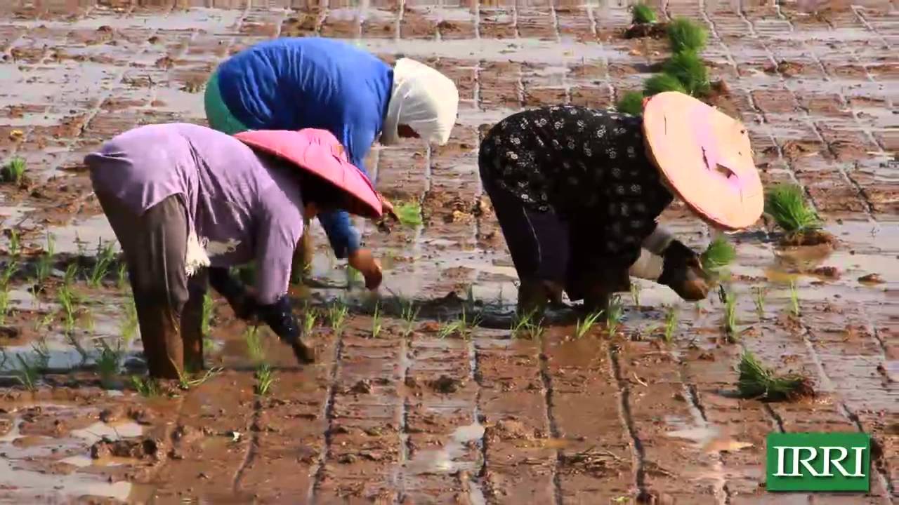 IRRI Video: Rice is Life in Asia - YouTube