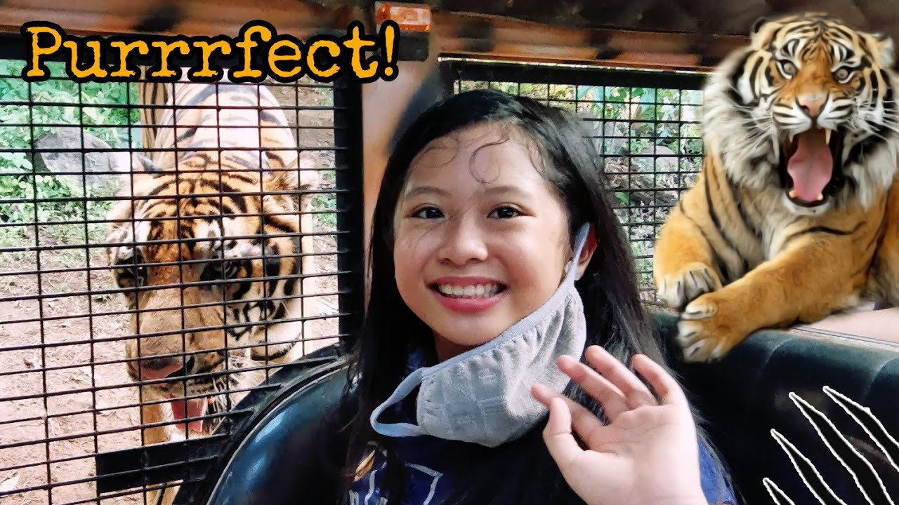 Face to Face with Giant Tigers + Feeding | Zoobic Safari, Subic Bay ...