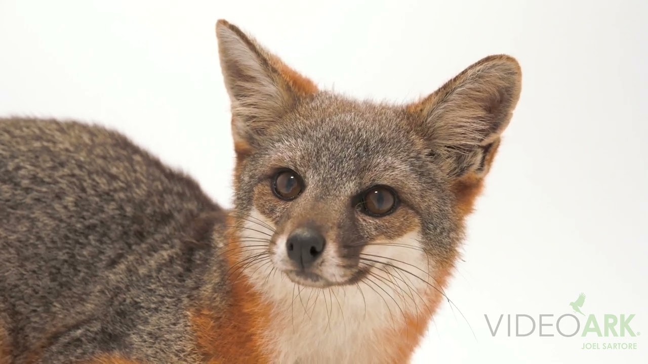 Channel Island Gray Fox