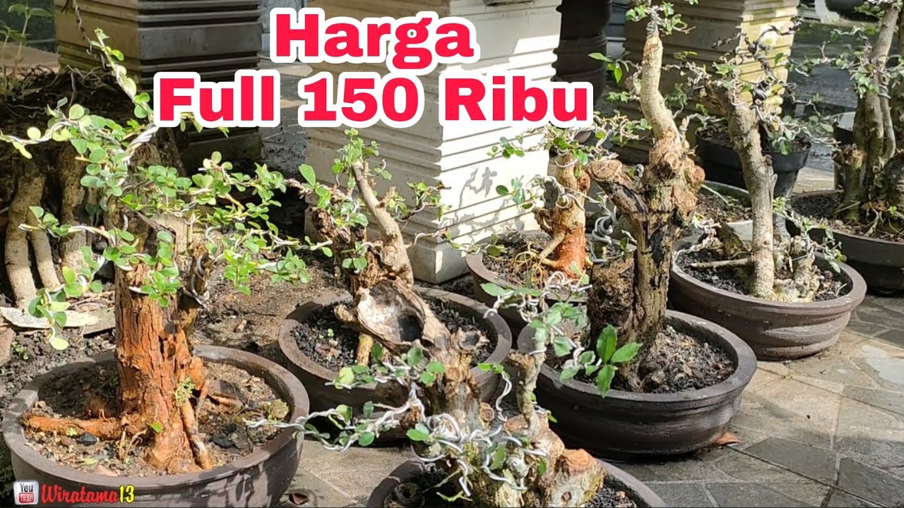 FUUL 150 RIBU‼️CEK HARGA BONSAI DIRUMAH BALI BONSAI BLITAR - YouTube