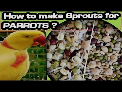 |How to make sprouts for parrots, lovebirds and other Birds| - YouTube