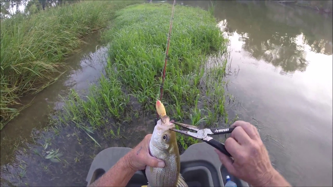 Catching white bass (Top water) Colorado river - YouTube